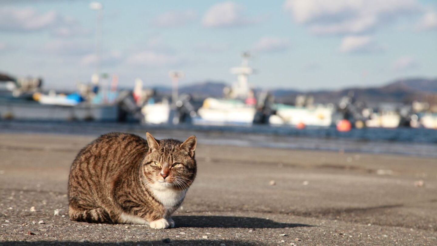 This Japanese Island Is a Dream for Cat Lovers and Nature Fans Alike ...