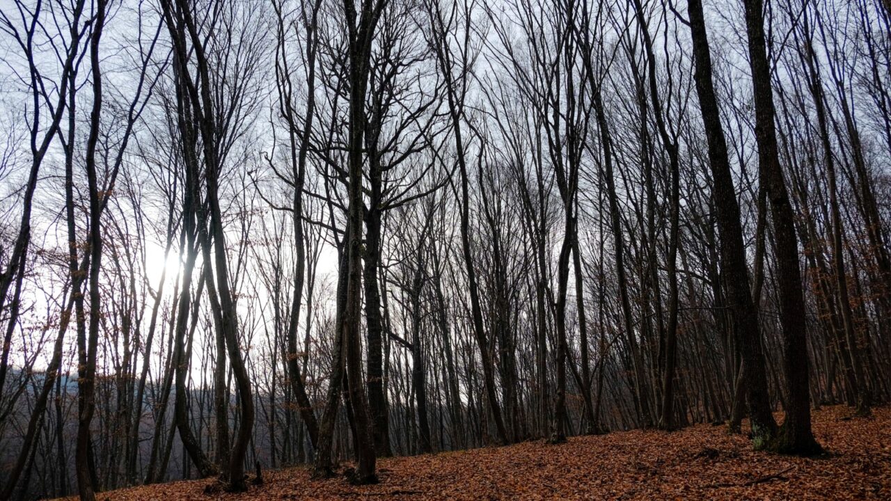 The mysterious forest in Romania where trees grow in spirals and ...