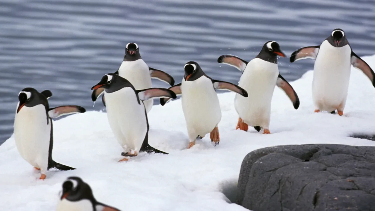 Why Antarctica’s penguin colonies are driving record interest in ...